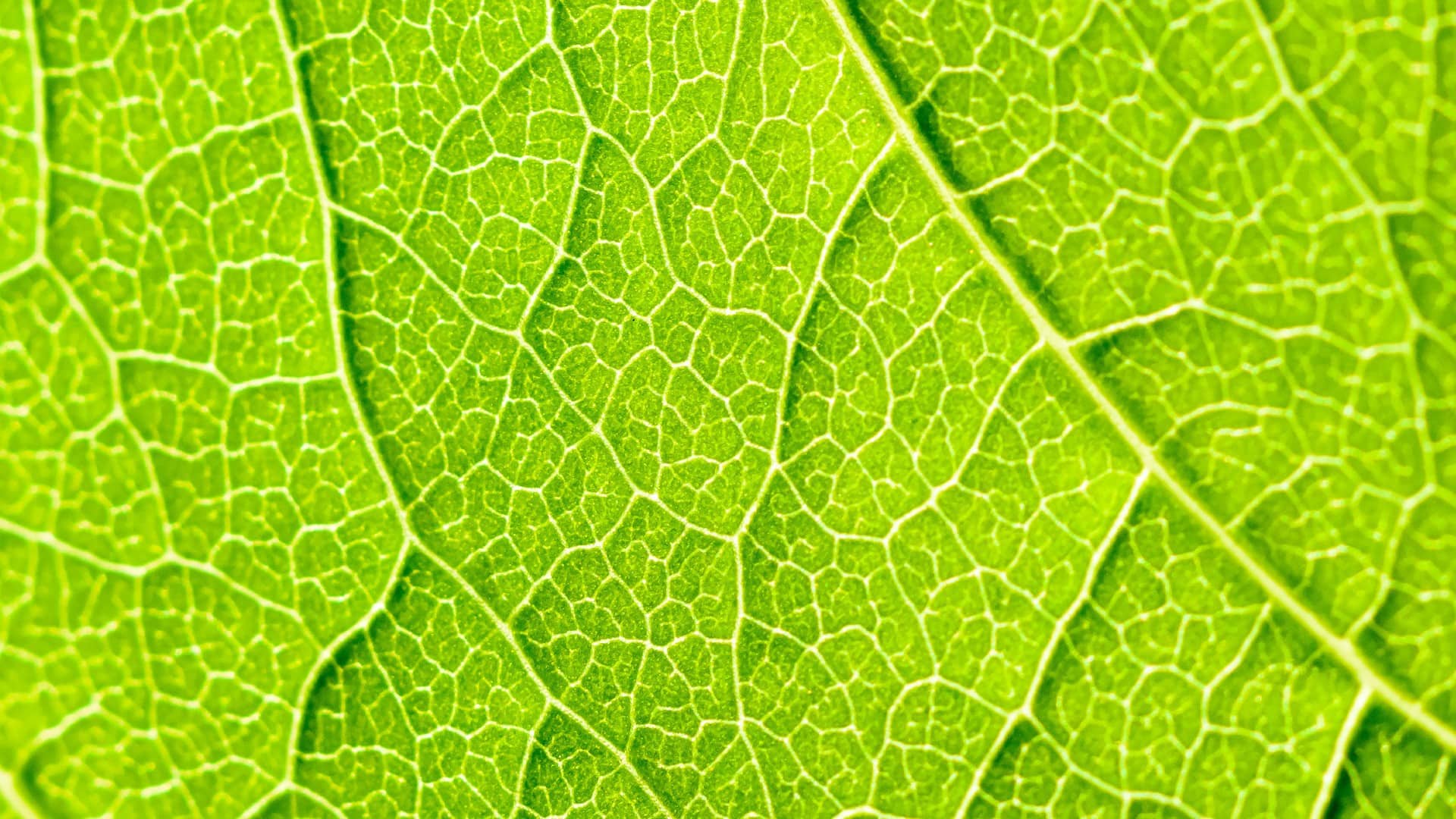 Multi-Element Characterization for Single Particle Analysis in Plant Tissue